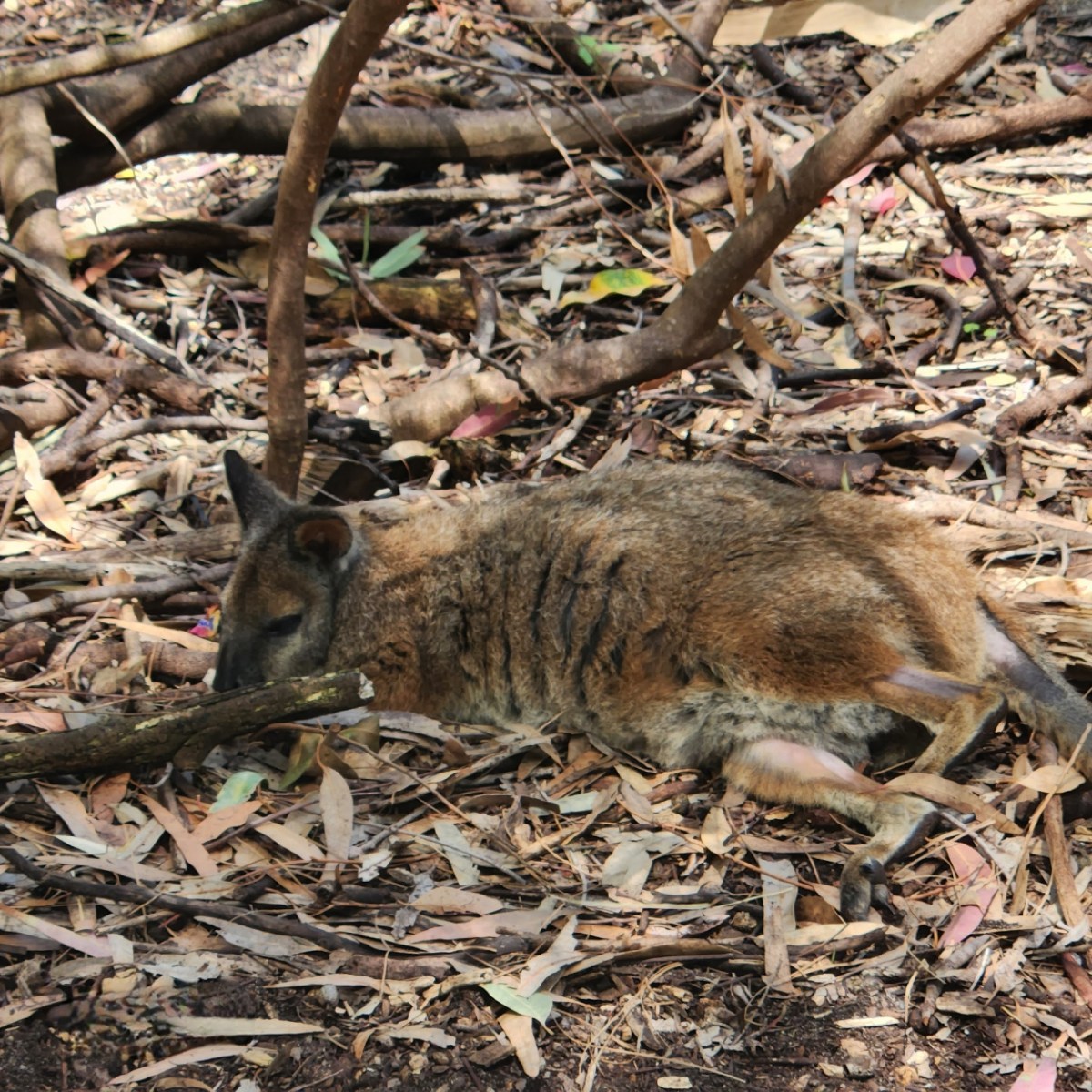 ~ Hanging out with the animals – Perth Zoo ~ – Travels with Ali